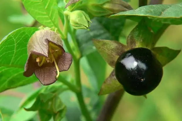 Unsa ka makahilo ang berde nga patatas, o pagkahilo sa solanine