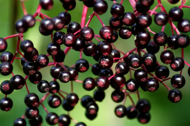 black elderberry syrup