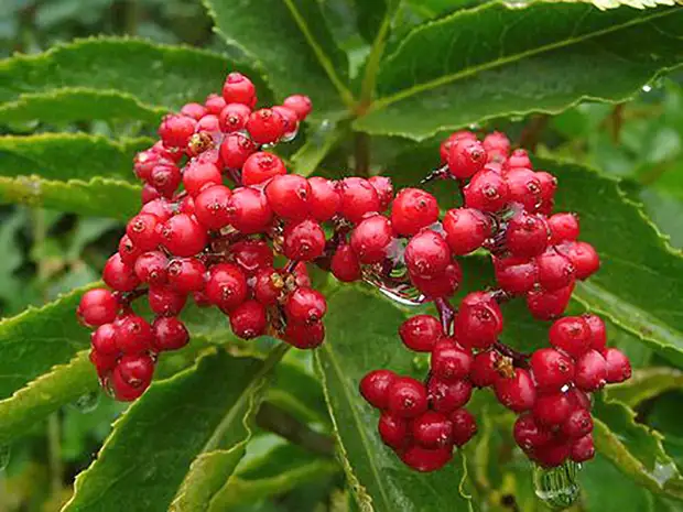 syrup elderberry
