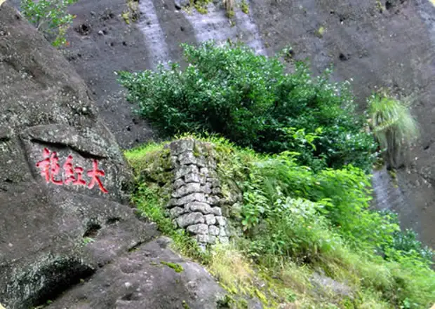 Да Хонг Паонун жапайы чай бадалдары