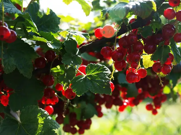 Kakšne hrane primanjkuje Rusom v tujini