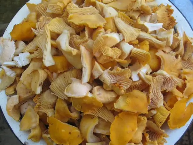 Suasini mushroom chanterelle Swedish: fa'atasi ai ma le pefu mauga ma le sua lingonberry