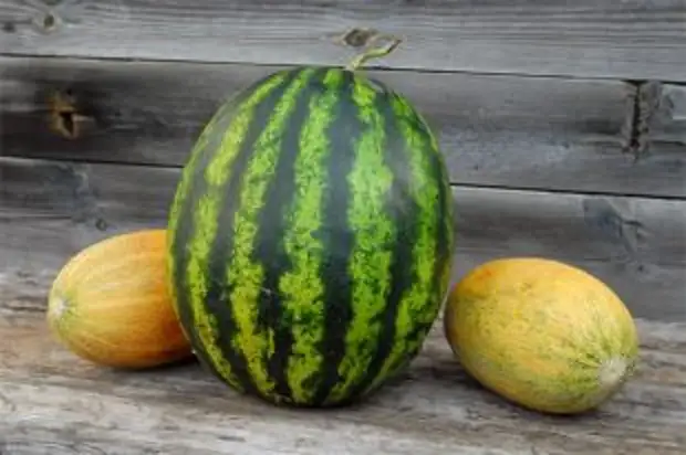 Kugeza ku gifuniko cya nyuma. Nigute ushobora gukoresha watermelon na melon rwose