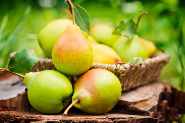 5 sebab yang baik untuk makan pear pada bulan September