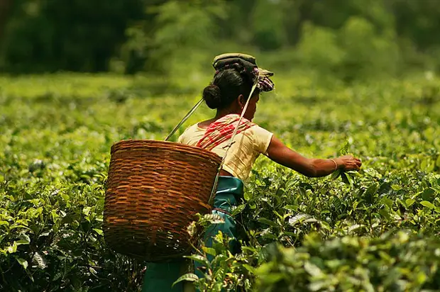 5 teas India penting pikeun awak sareng pikiran anu séhat