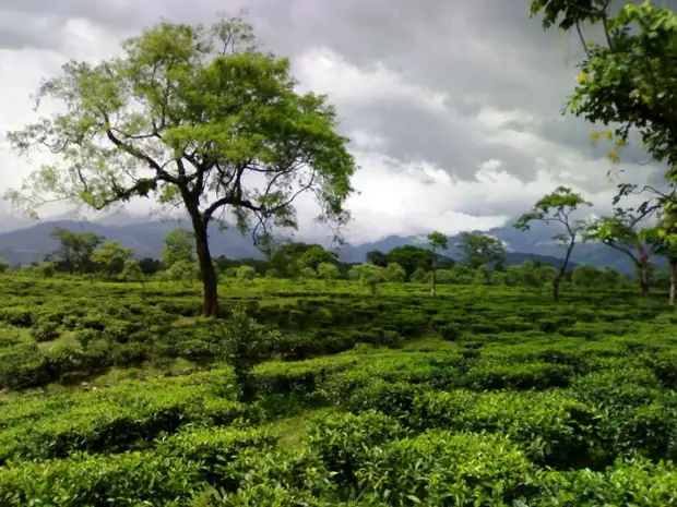 5 teas India penting pikeun awak sareng pikiran anu séhat