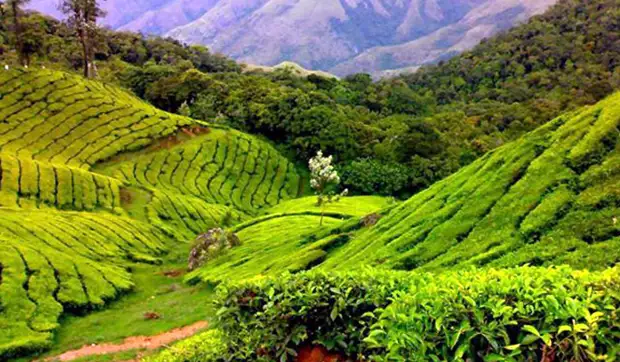 5 teas India penting pikeun awak sareng pikiran anu séhat