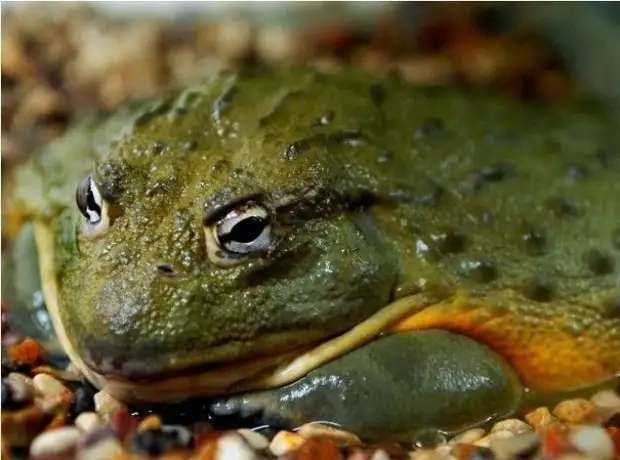 ವಿಶ್ವದ ಅತ್ಯಂತ ಅಪಾಯಕಾರಿ ಆಹಾರದ ರೇಟಿಂಗ್