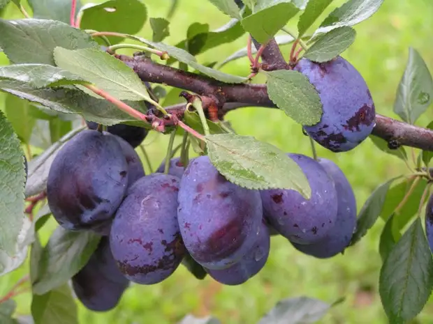 ಅಸಾಮಾನ್ಯ ಪ್ಲಮ್ "ಚೀಸ್"