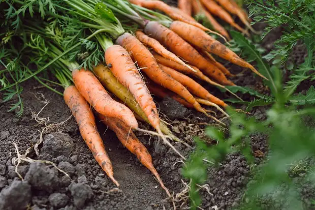 nützliche Eigenschaften von Karottenoberteilen