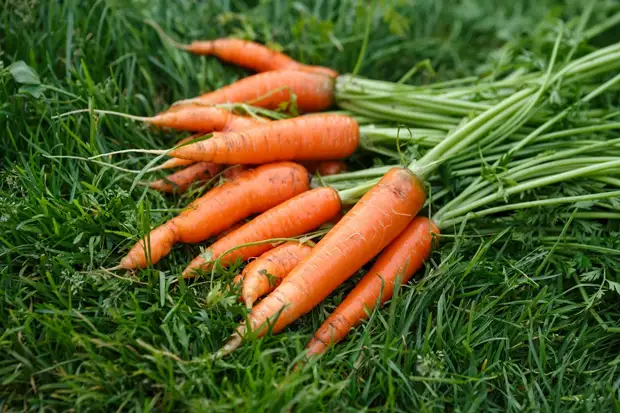 heilende Eigenschaften von Karottenoberteilen