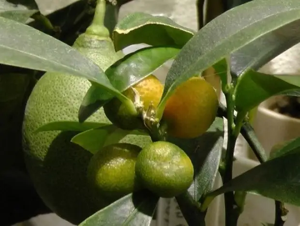 B Benefiċċji tas-Saħħa mhux mistennija tal-Avokado