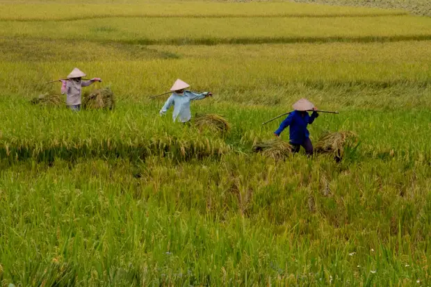 ABC masakan Vietnam