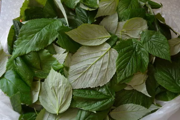 Homemade Ferméntasi Tea Daun Raspberry