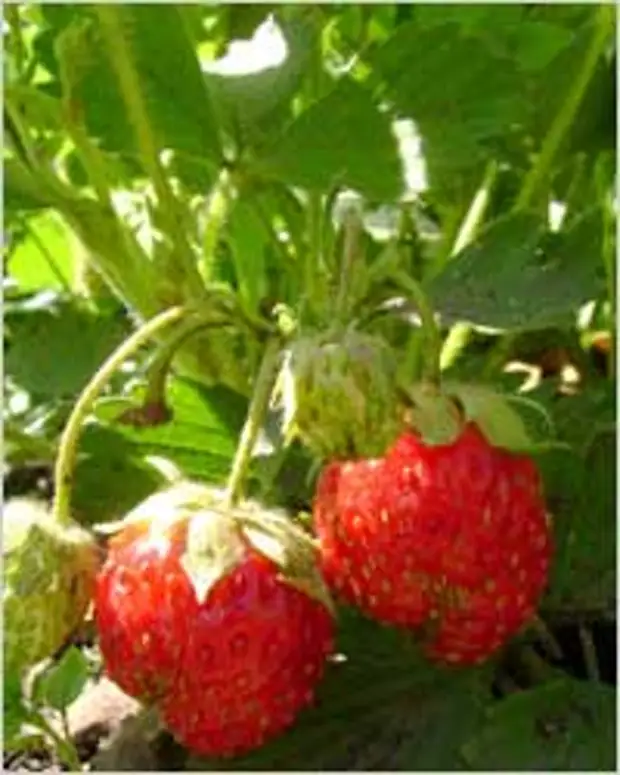 TOP 10 prodotti għal snien sbieħ - berries