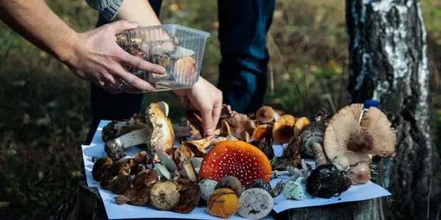 Champignons forestiers