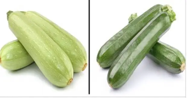 Naon bedana zucchini sareng zucchini biasa? I dipaké pikeun mikir yén maranéhanana ngan béda dina warna