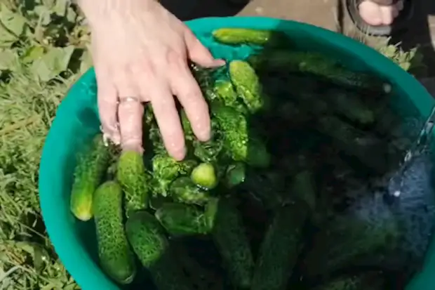 Een snelle manier om komkommers voor de winter te maken / komkommers in een fles: foto stap 1