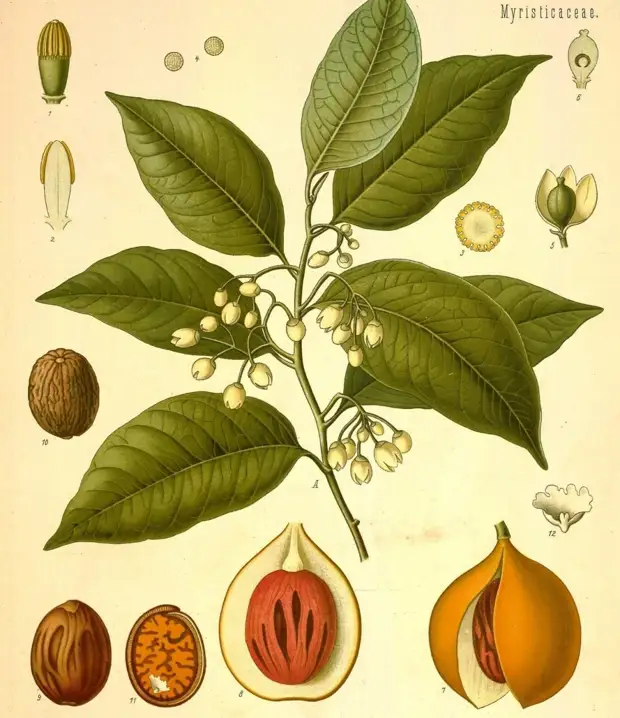 Nutmeg mahaliana, loza, zava-manitra