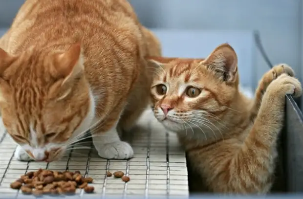 hvad man skal fodre katten med