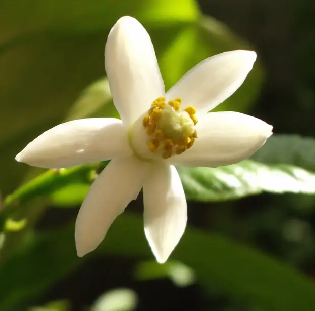 Bergamot so'rovi bo'yicha rasmlar