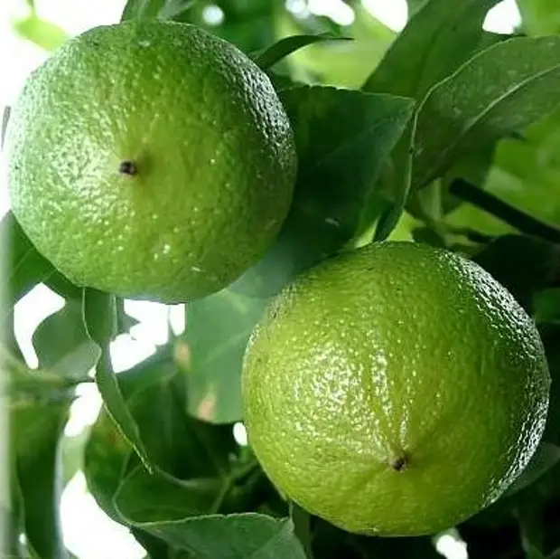 bergamot fruit