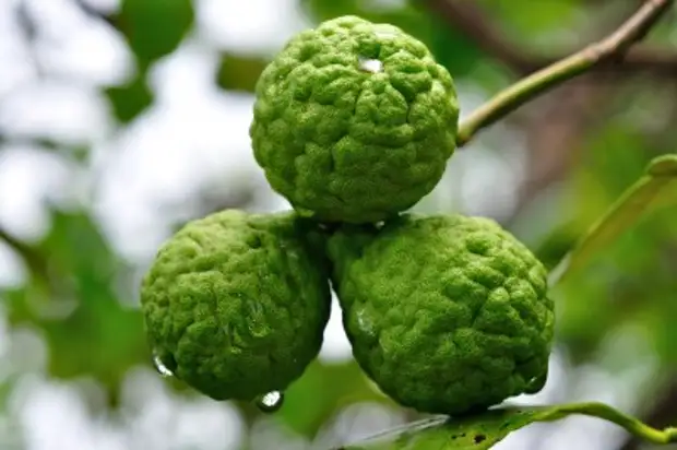 Picha kwa ombi bergamot