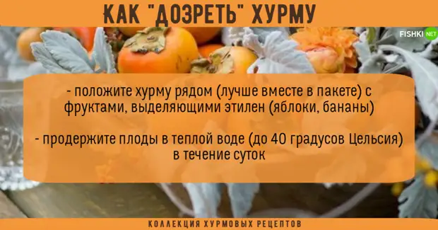 Rau persimmons tiag tiag: cov zaub mov qab tshaj plaws txiv kab ntxwv berry