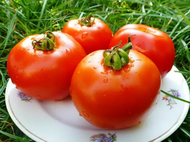 tomates frescos no inverno