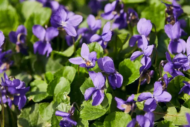 Yini engenziwa ngama-violets