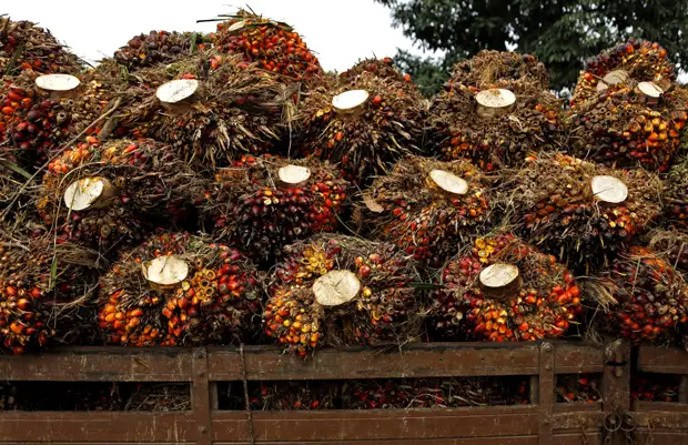 Bunches of oil palm fruits