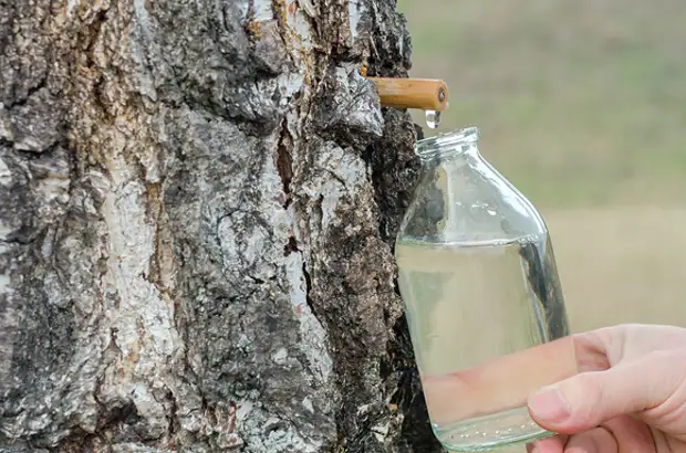 Ormandan gelen vitaminler: huş ağacı sapı nasıl faydalıdır?