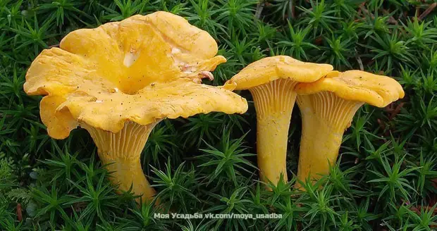 Bạn đã bao giờ tự hỏi tại sao chanterelles không bao giờ bị sâu?