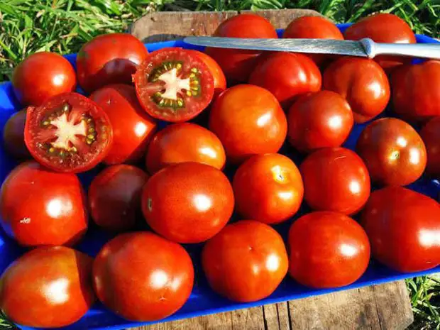 tomat pikeun ratatouille