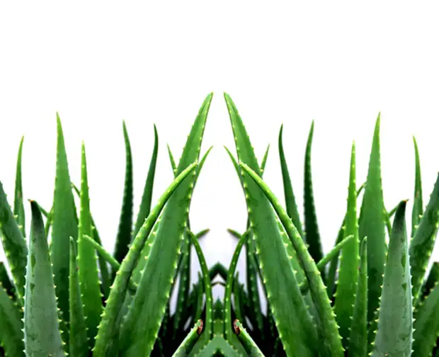 aloe