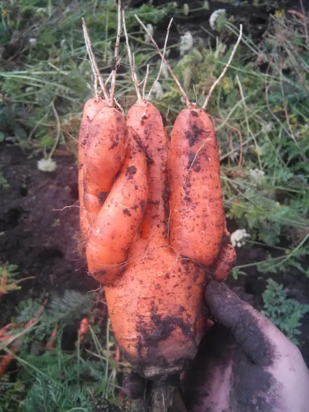 gamay nga carrot nga litrato