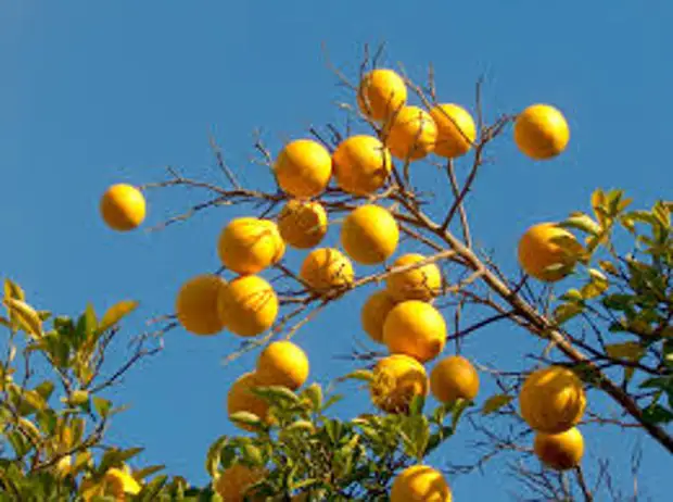 Oddiy limon va Meyer limoni o'rtasidagi bir nechta farqlar. Endi men farqni bilaman!