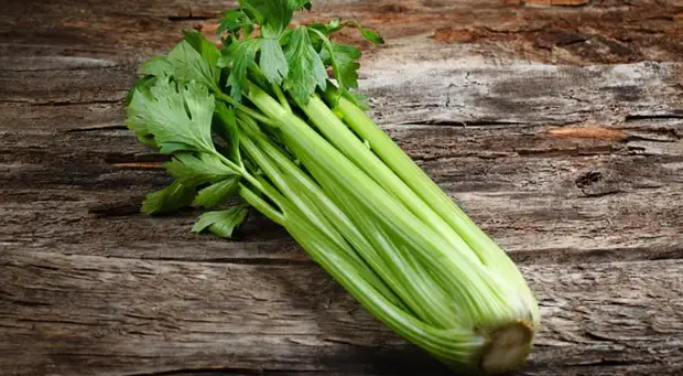 ដើម celery