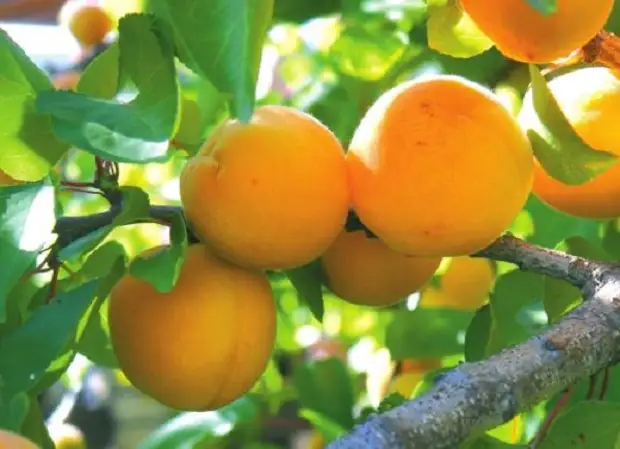 ក្រែម Apricot យោងតាមរូបមន្តរបស់ Louis XIV