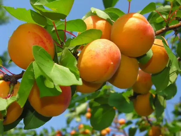 ក្រែម Apricot យោងតាមរូបមន្តរបស់ Louis XIV