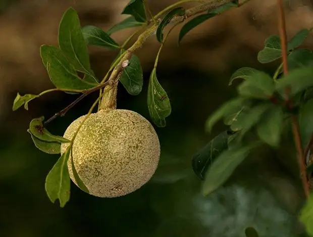 10 geriausių citrusinių vaisių, kurių tikriausiai dar nebandėte