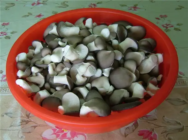 Sa unsa nga paagi sa husto nga pag-pickle sa oyster mushroom