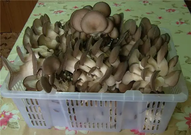 Sa unsa nga paagi sa husto nga pag-pickle sa oyster mushroom