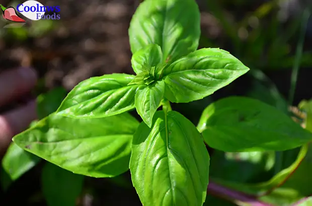 basil berde