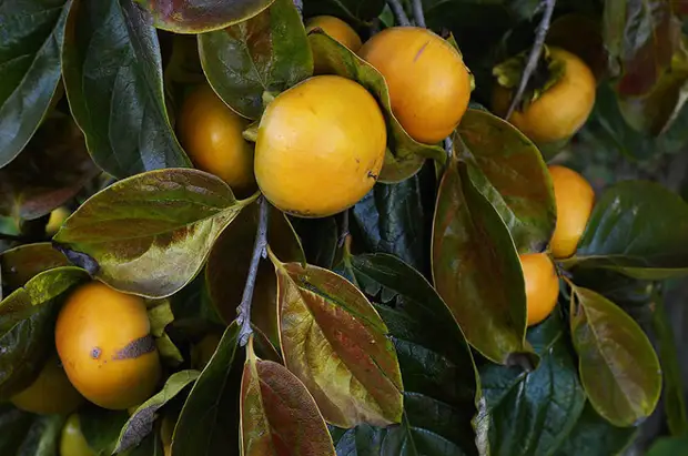 Zomwe zimachitika mthupi lathu tikamadya ma persimmons