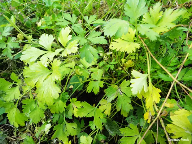 உருளைக்கிழங்கு, புளிப்பு கிரீம் மற்றும் மூலிகைகள் கொண்ட வன காளான்கள்