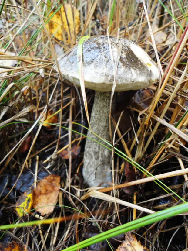 Li-mushroom tsa merung tse nang le litapole, tranelate e bolila le litlama