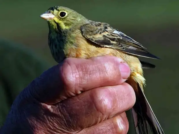 Delicatessen en dranken ferbean yn in protte lannen fan 'e wrâld