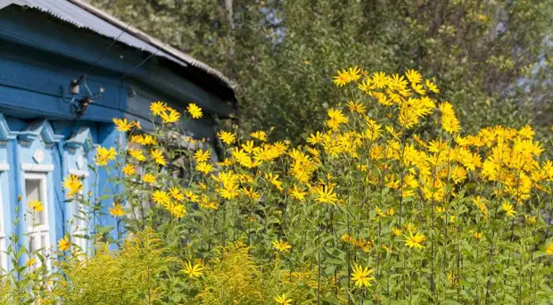 Jerusalem artichoke