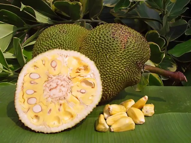 jackfruit